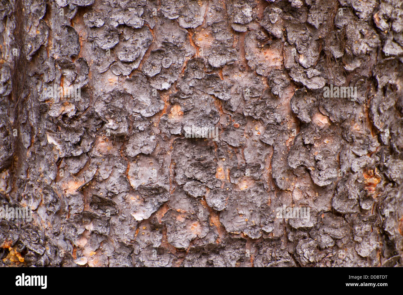 Spruce bark, Banff National Park, Alberta, Canada Stock Photo - Alamy