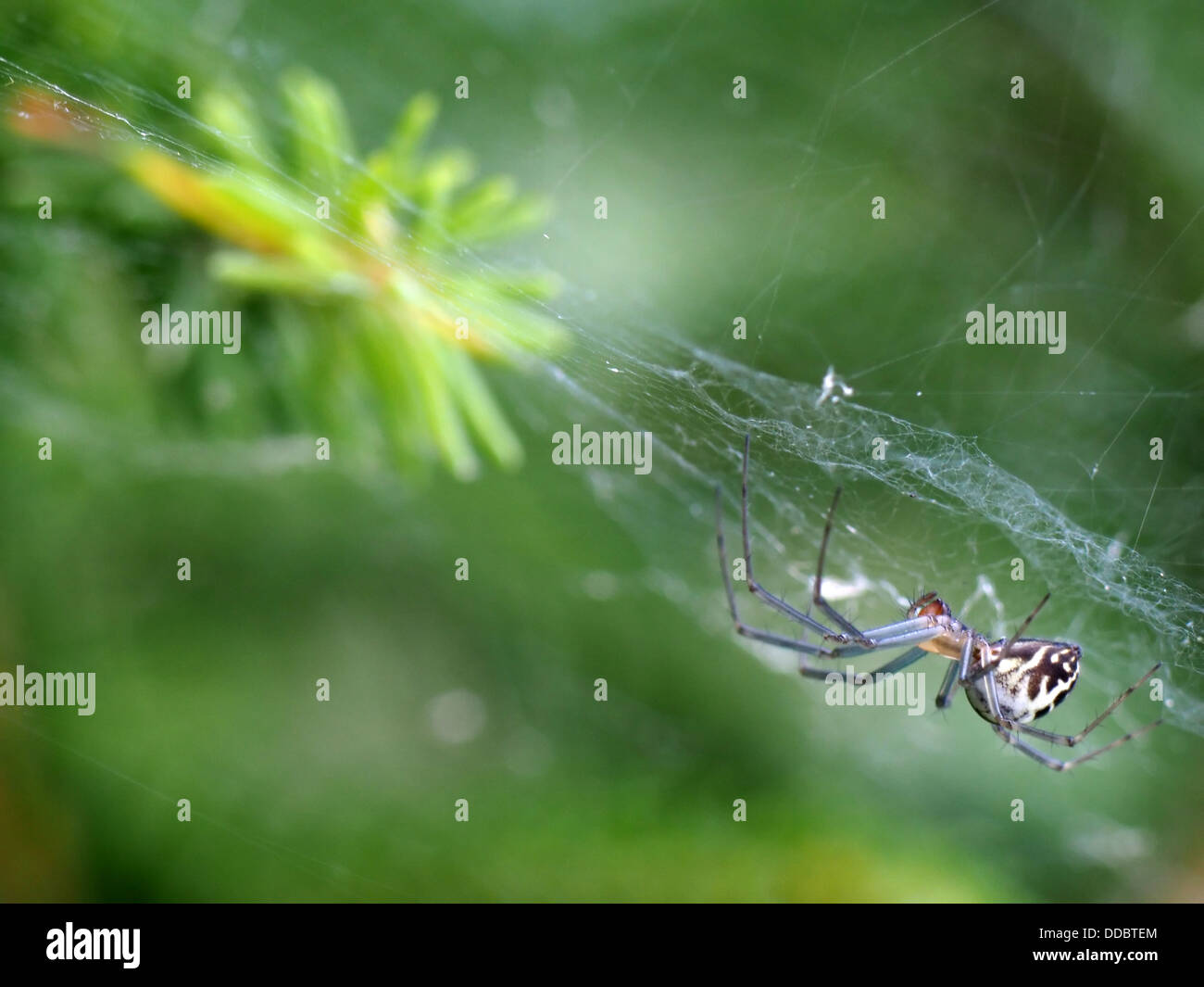 Spider on the Web Stock Photo - Alamy