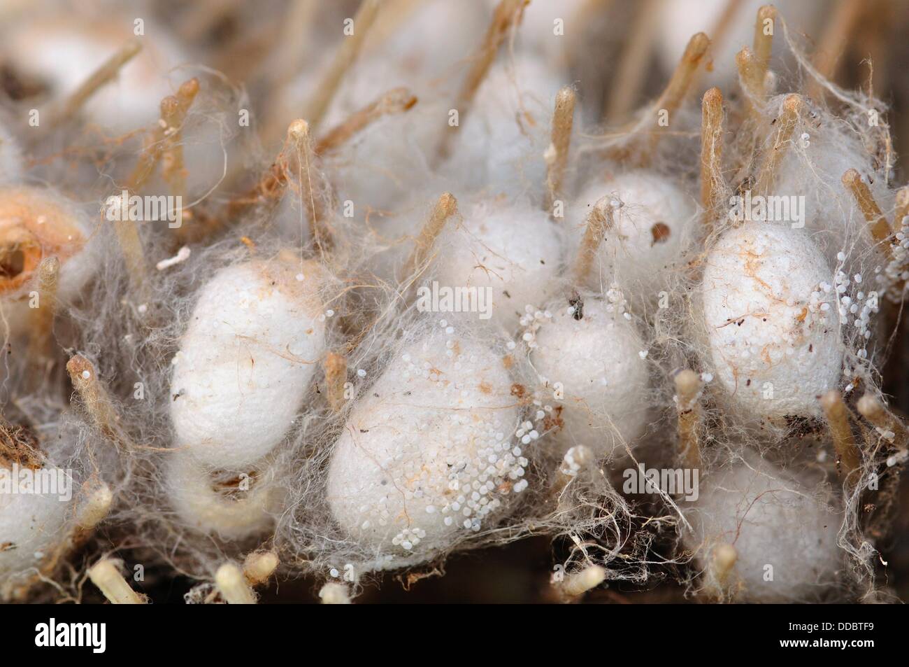 Bombyx mori cocoon hi-res stock photography and images - Alamy