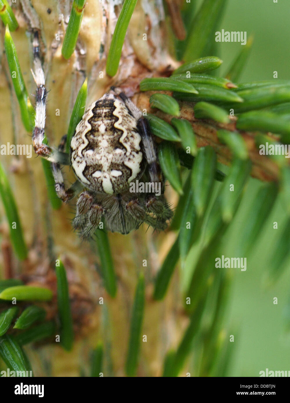 Spider on a pine tree Stock Photo - Alamy