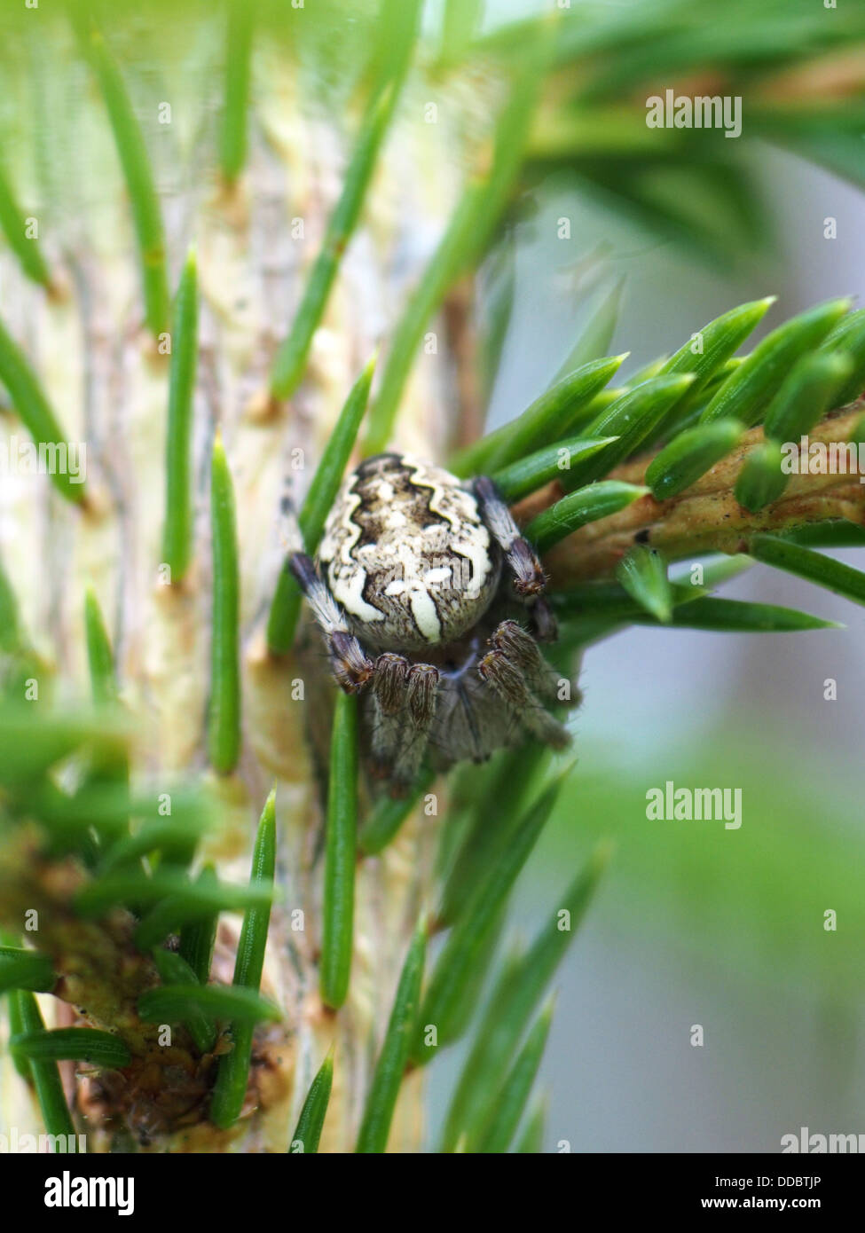 Spider on a pine tree Stock Photo - Alamy
