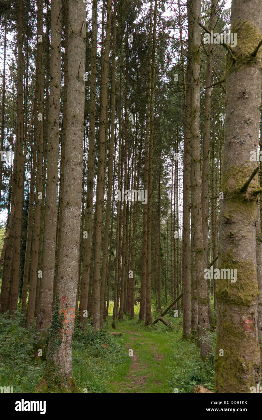 trees in the ardennes in belgium Stock Photo - Alamy
