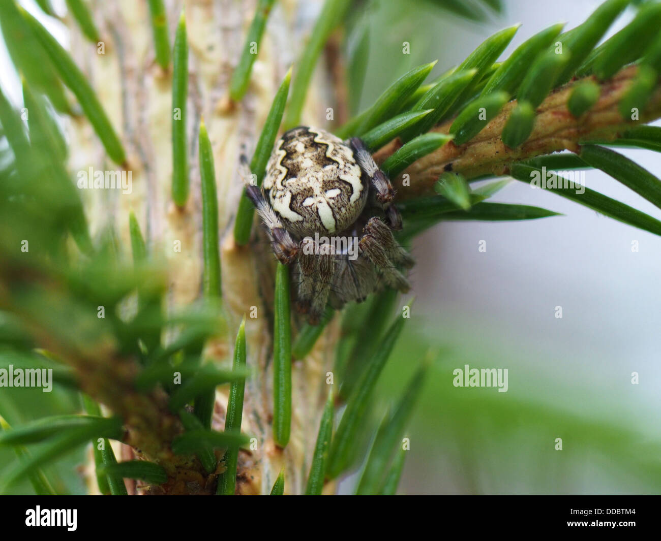 Spider on a pine tree Stock Photo - Alamy