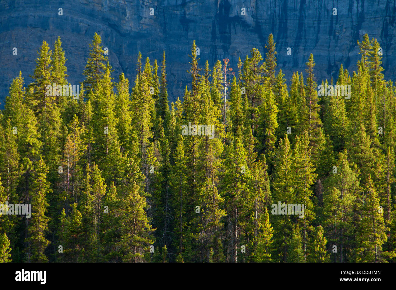 Forest, Banff National Park, Alberta, Canada Stock Photo - Alamy