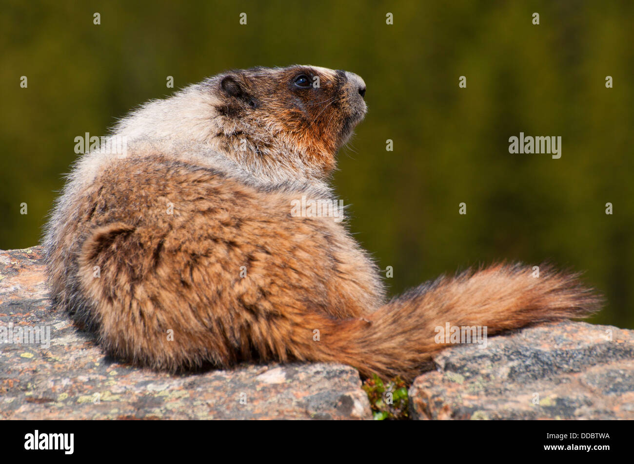 Marmot, Banff National Park, Alberta, Canada Stock Photo - Alamy