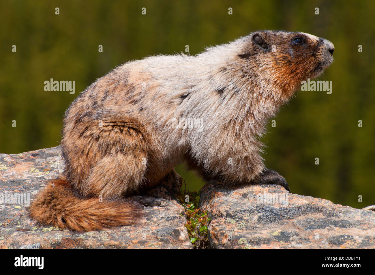 Marmot canada hi-res stock photography and images - Alamy