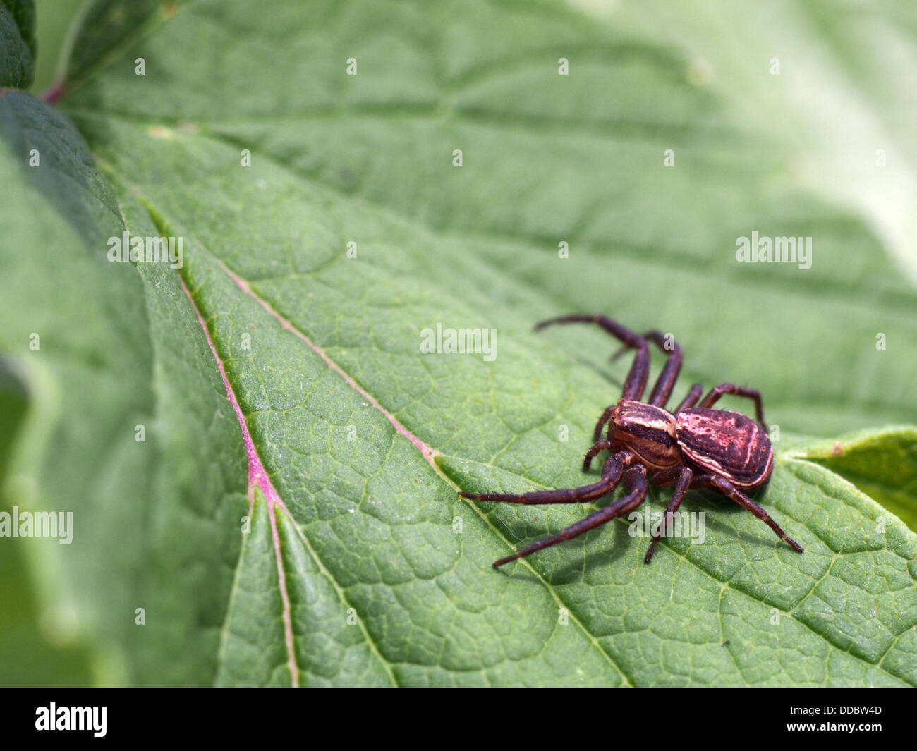 Tarantula leaf animal forest hi-res stock photography and images - Alamy