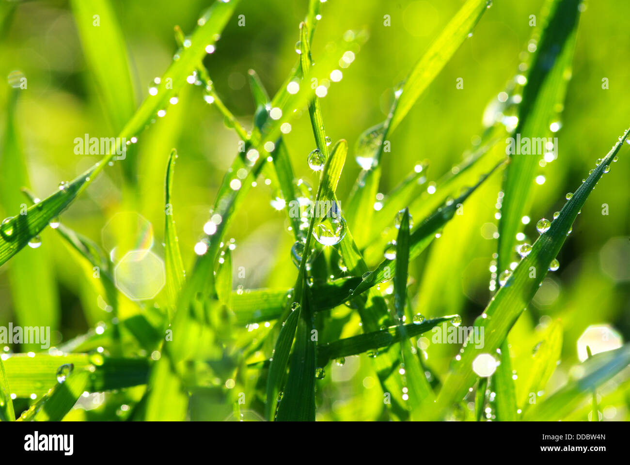 drop on grass Stock Photo - Alamy