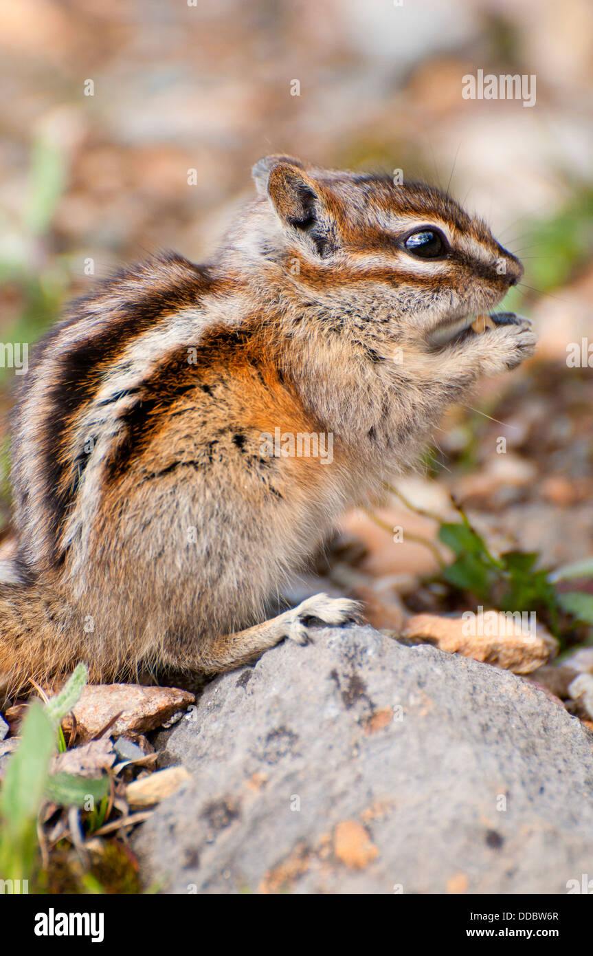 Chipmunk along Bow Glacier Falls Trail, Banff National Park, Alberta ...