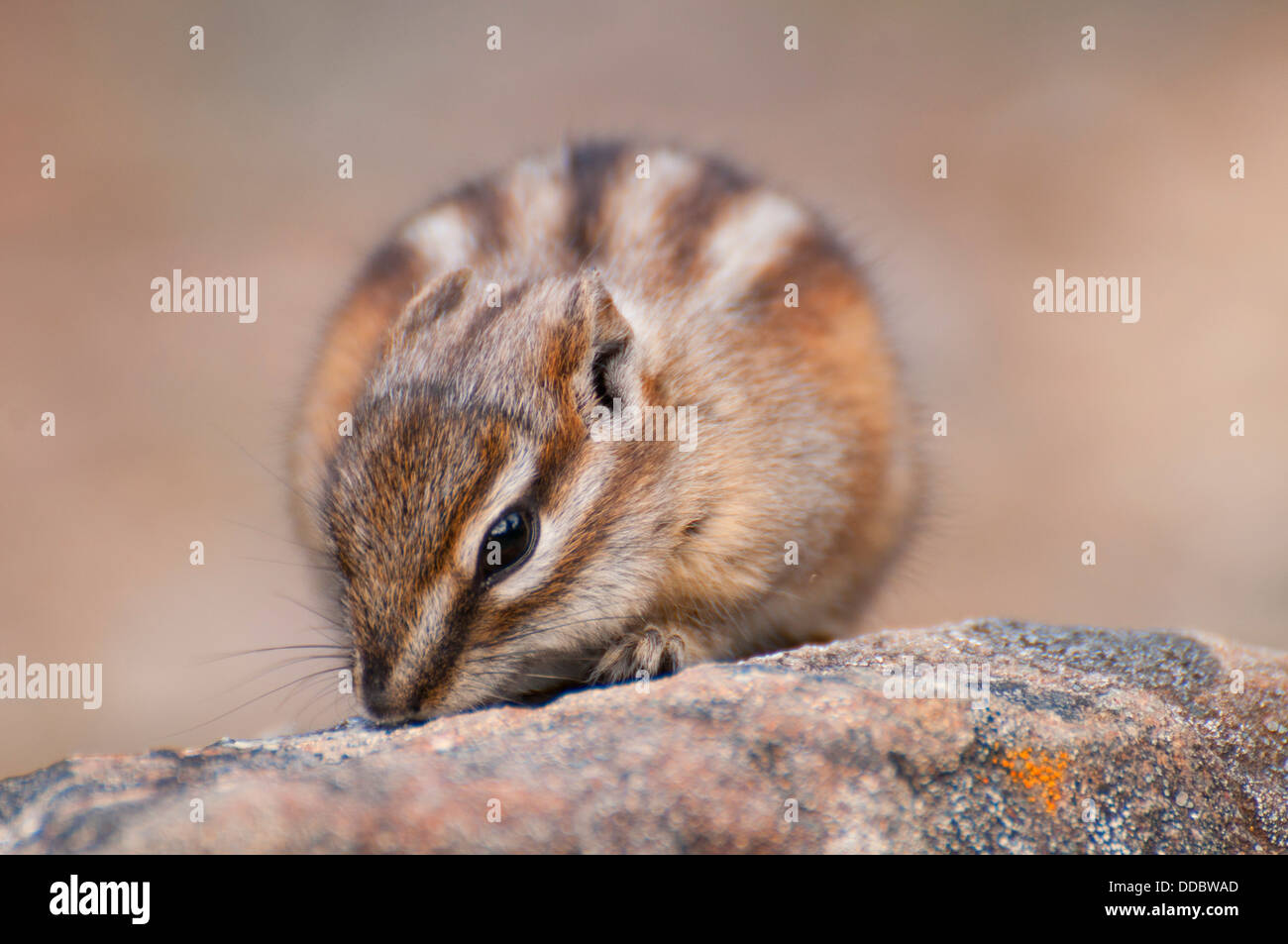 Chipmunk along Bow Glacier Falls Trail, Banff National Park, Alberta ...