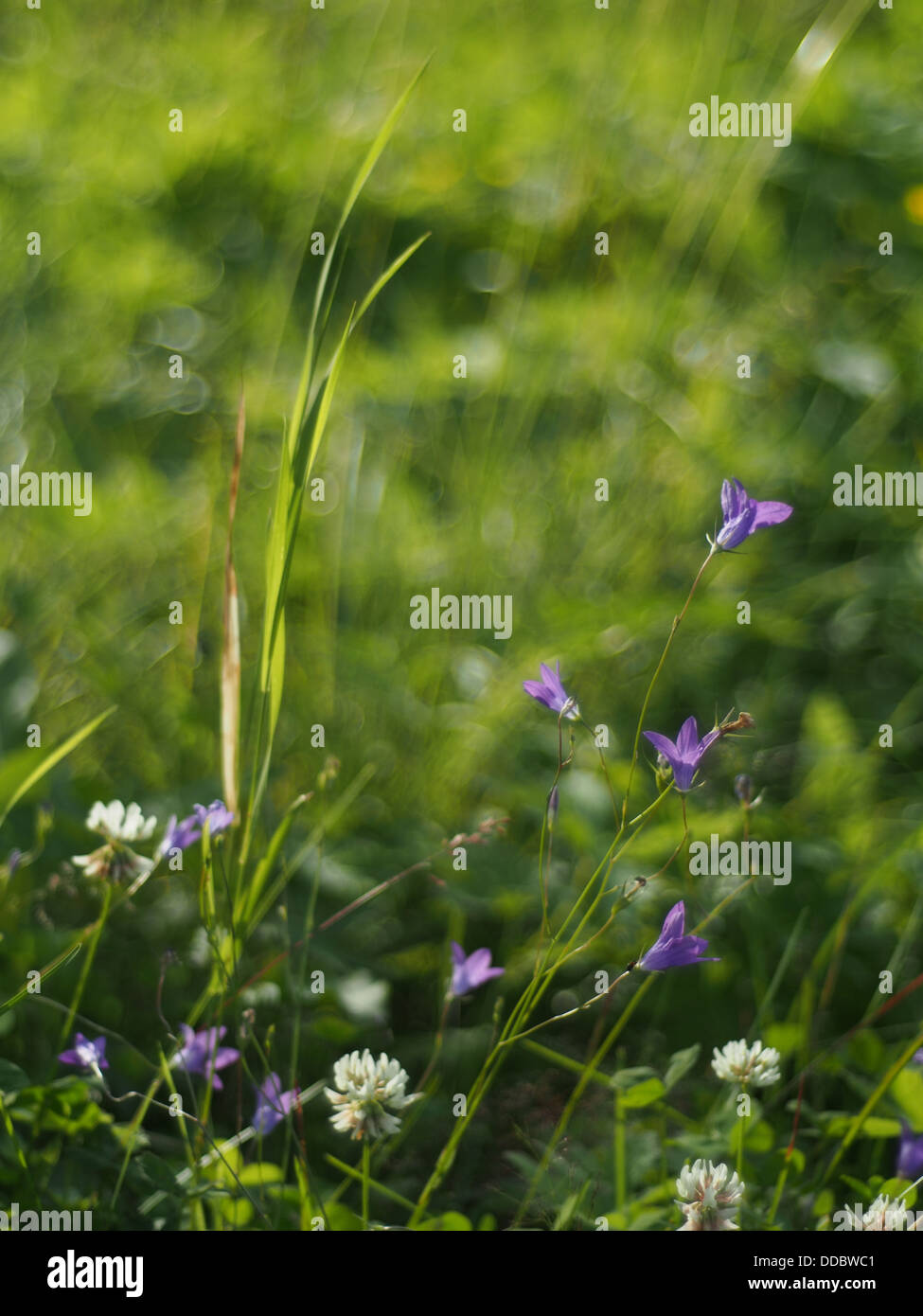 Plants in the forest Stock Photo - Alamy
