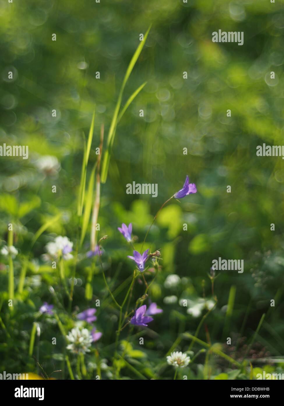 Yellow wild plants seamless hi-res stock photography and images - Alamy