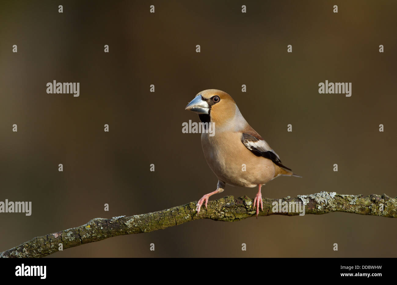 Portrait of a Female Hawfinch perched on a branch in the Forest Of Dean ...