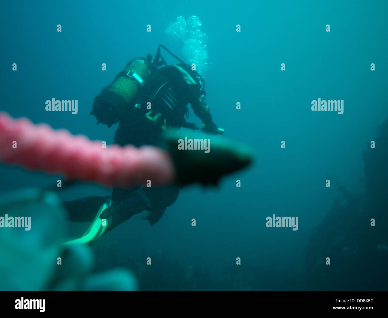 Scuba diving in Ireland Stock Photo - Alamy