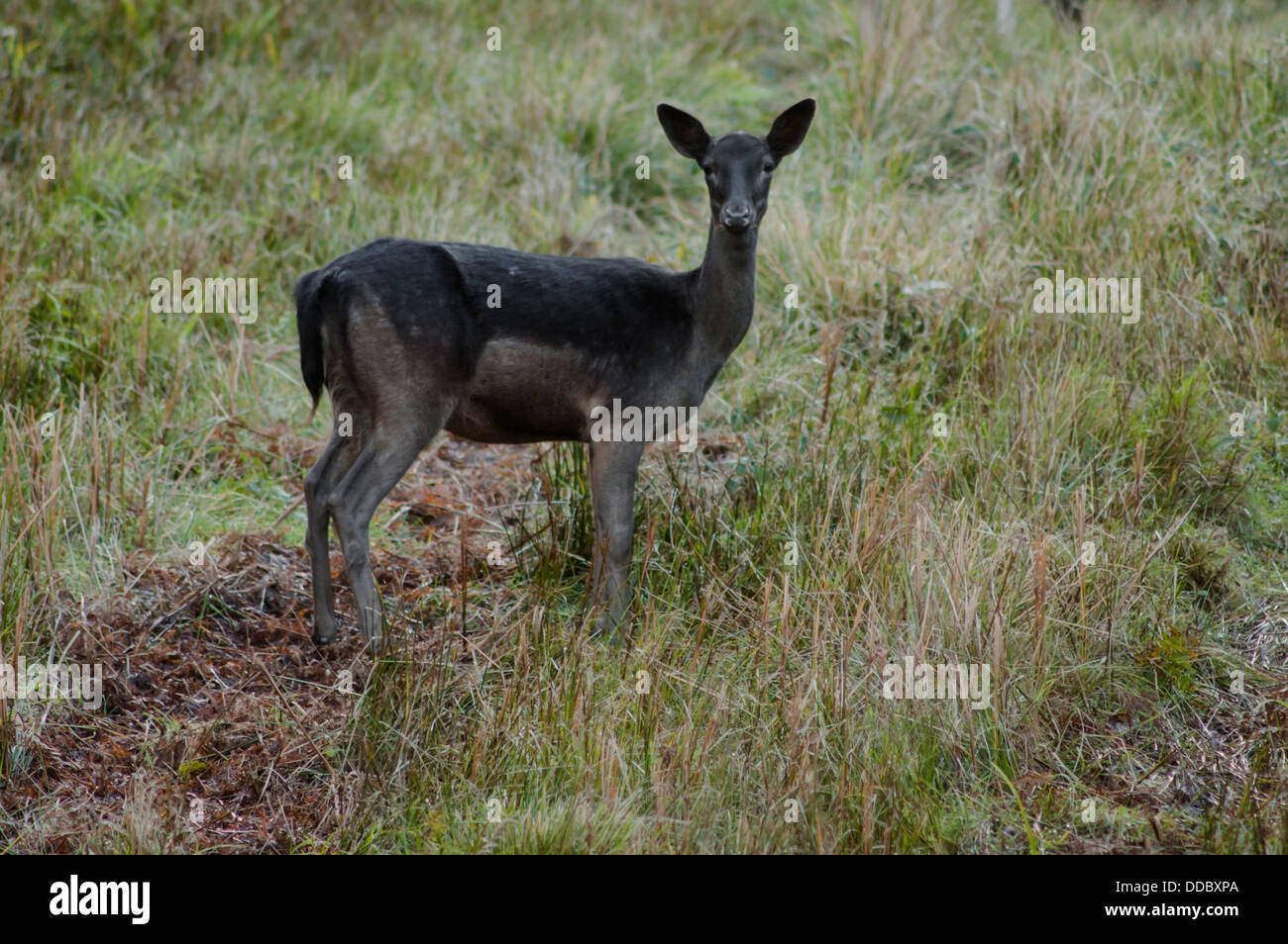 Doe looking hi-res stock photography and images - Alamy