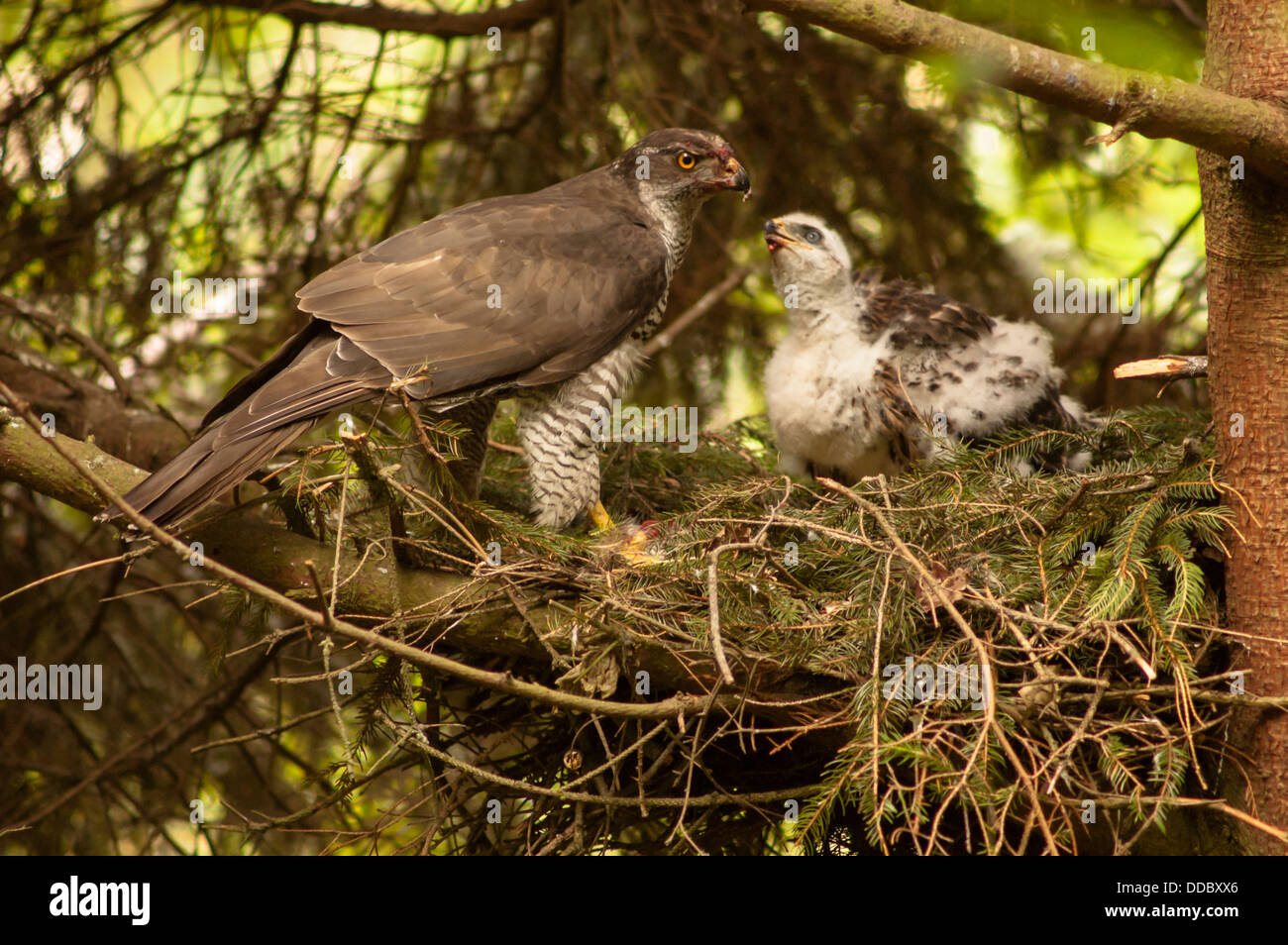 Goshawk at nest feeding chick Stock Photo - Alamy