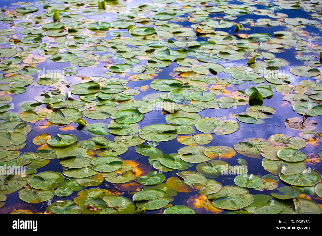 Wallpaper of lilypads in water Stock Photo - Alamy