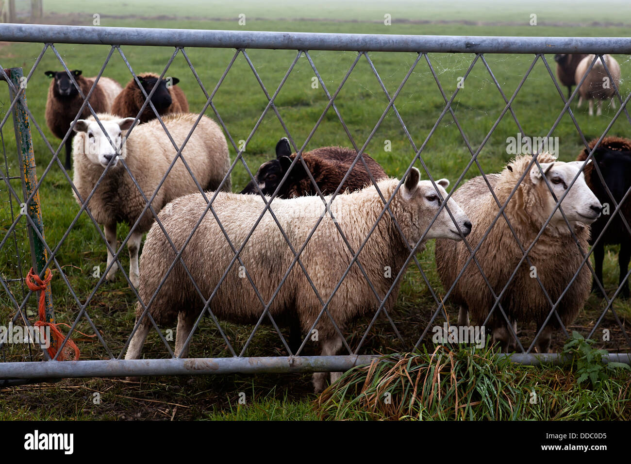 Sheep behind hi-res stock photography and images - Alamy