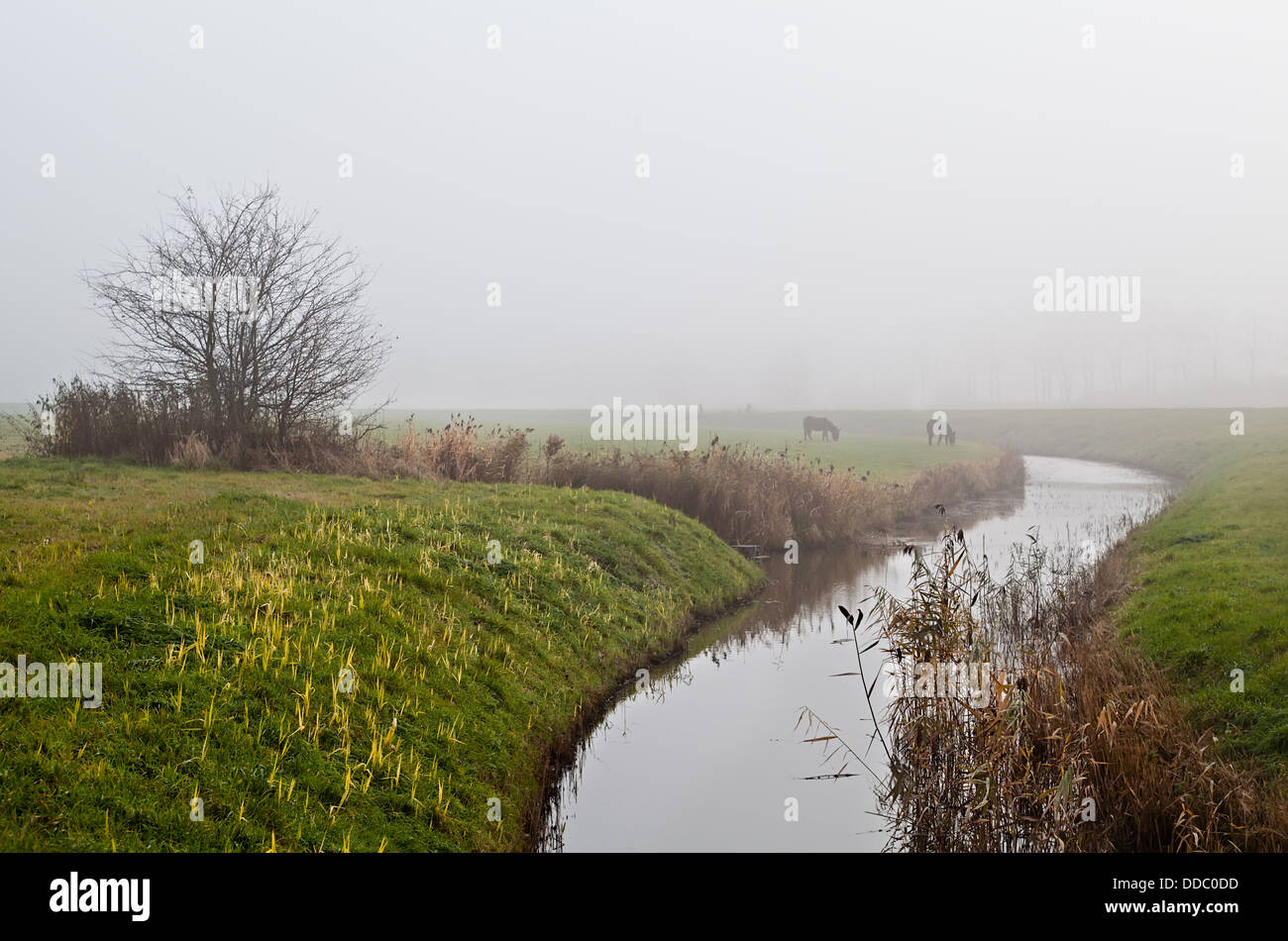 donkeys by canal in fog Stock Photo - Alamy