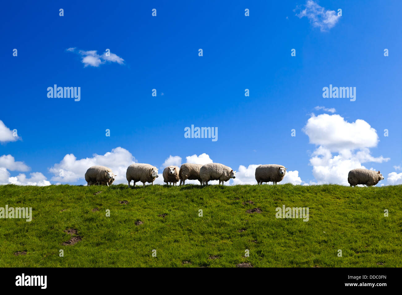 Dutch sheep on horizon Stock Photo - Alamy