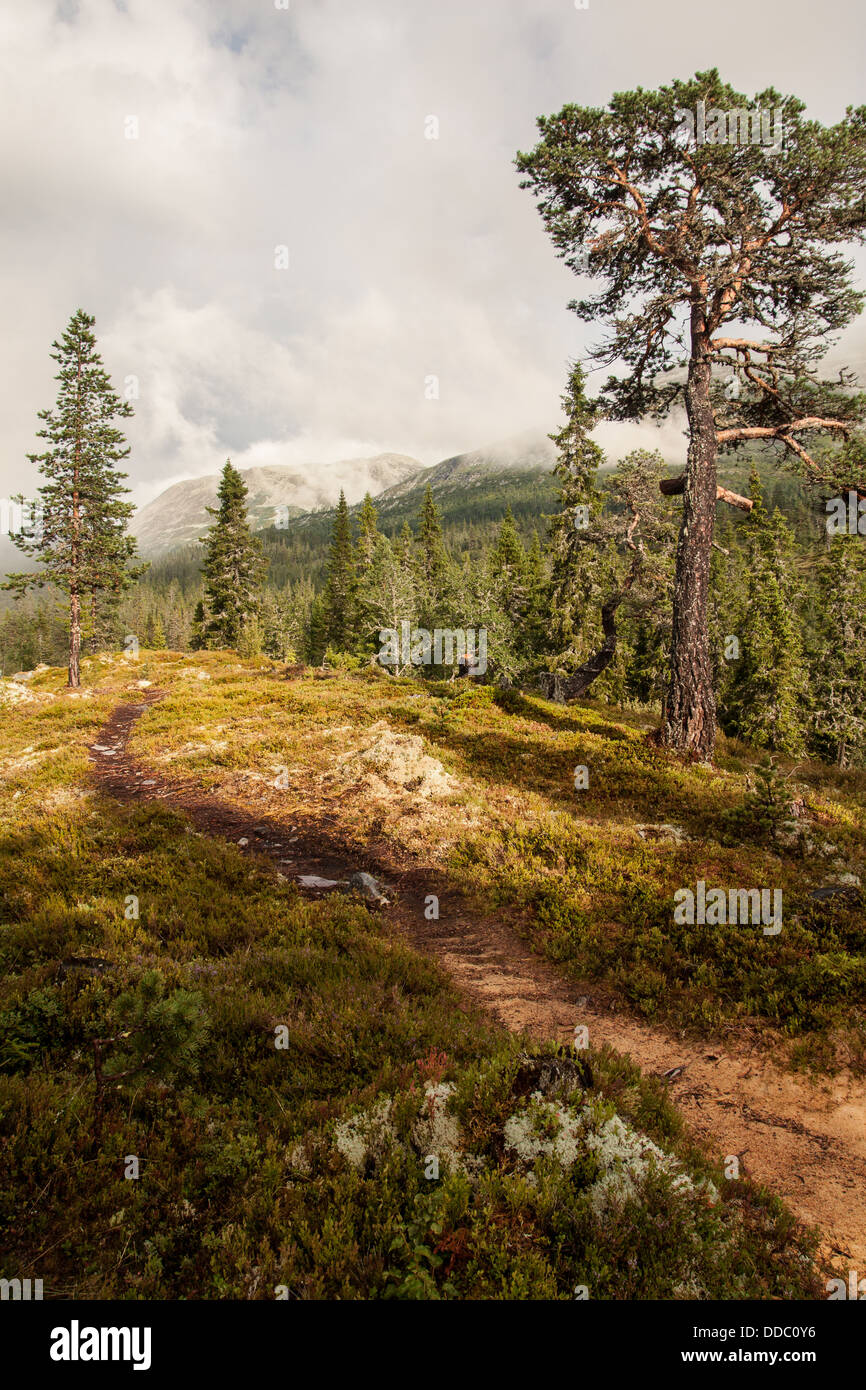 A nature around Telemark province and a Maelefjell mountain Stock Photo ...