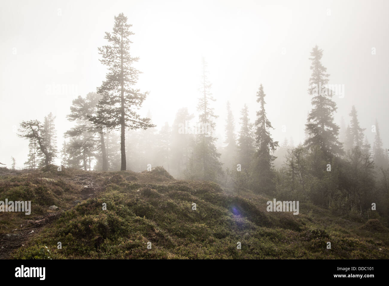 A nature around Telemark province and a Maelefjell mountain Stock Photo ...