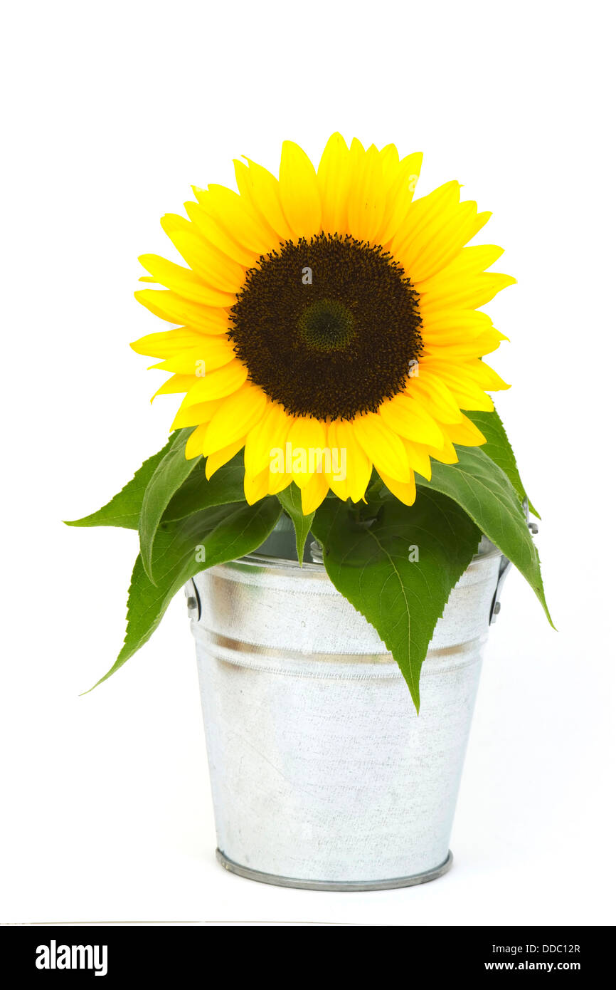 Beautiful sunflower in a bucket Stock Photo - Alamy