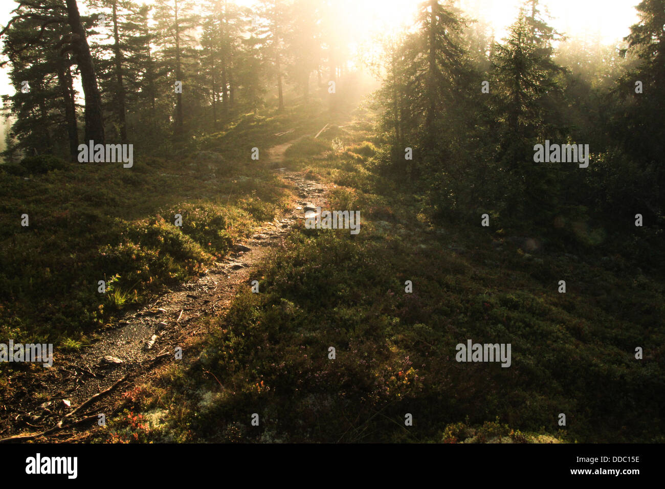 A nature around Telemark province and a Maelefjell mountain Stock Photo ...