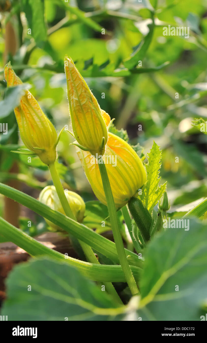 Zucchini plant hi-res stock photography and images - Alamy