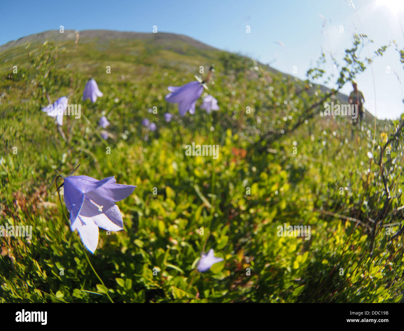 Bell flowers mountains Stock Photo - Alamy