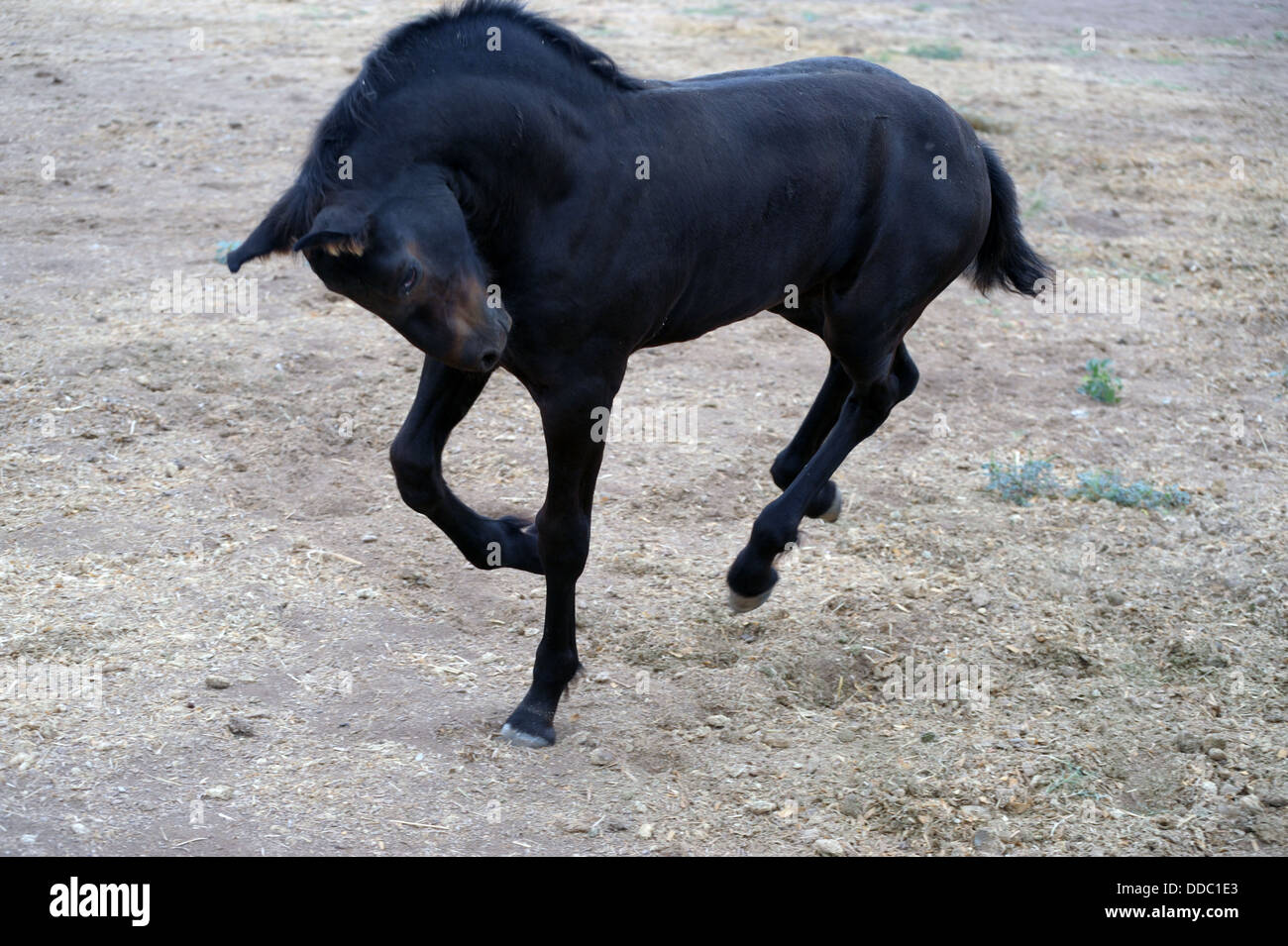 Friesian horse hi-res stock photography and images - Alamy