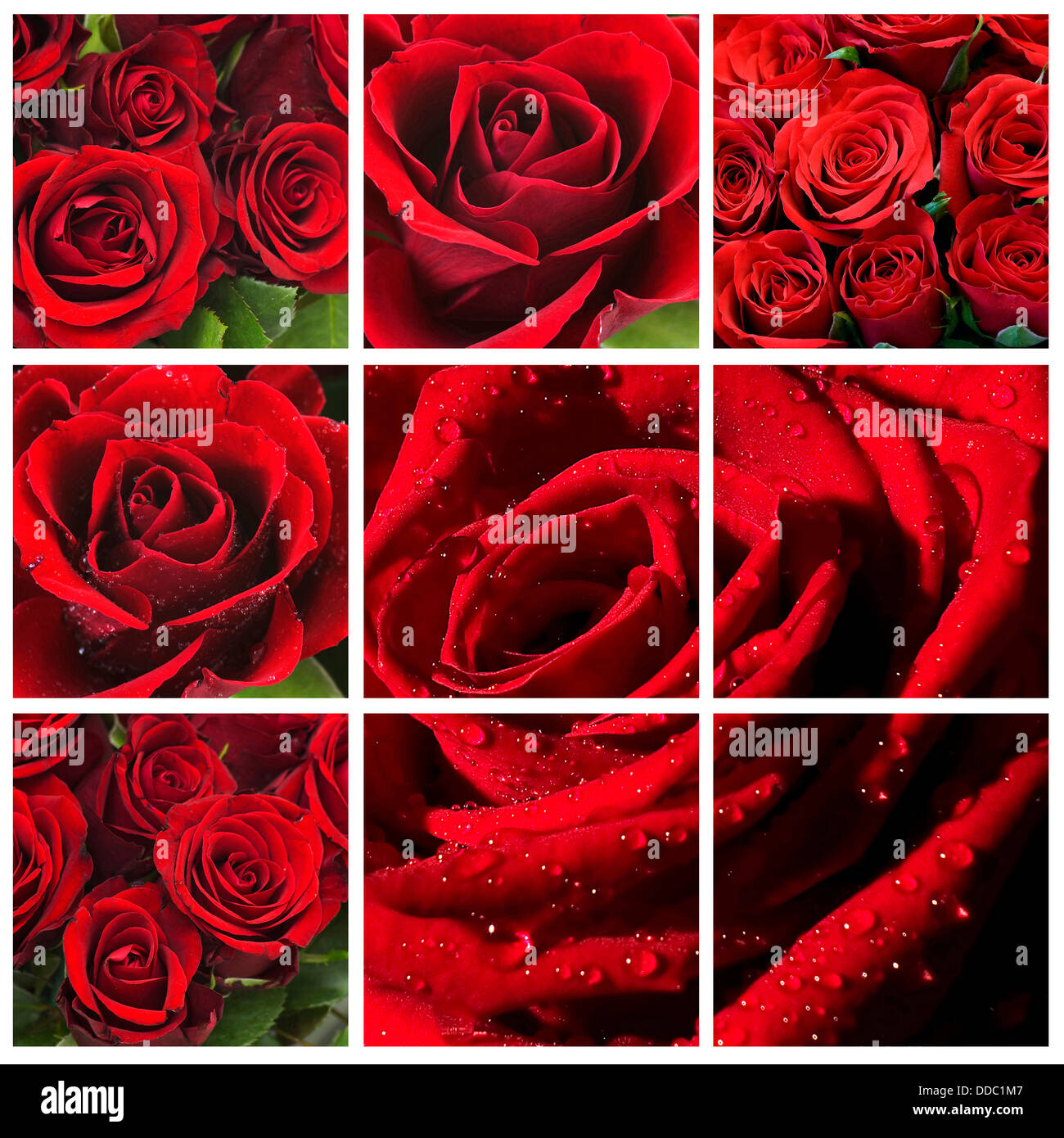 red roses - collage Stock Photo - Alamy