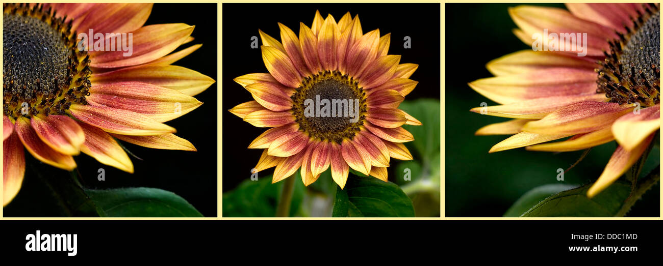 sunflowers - collage Stock Photo - Alamy