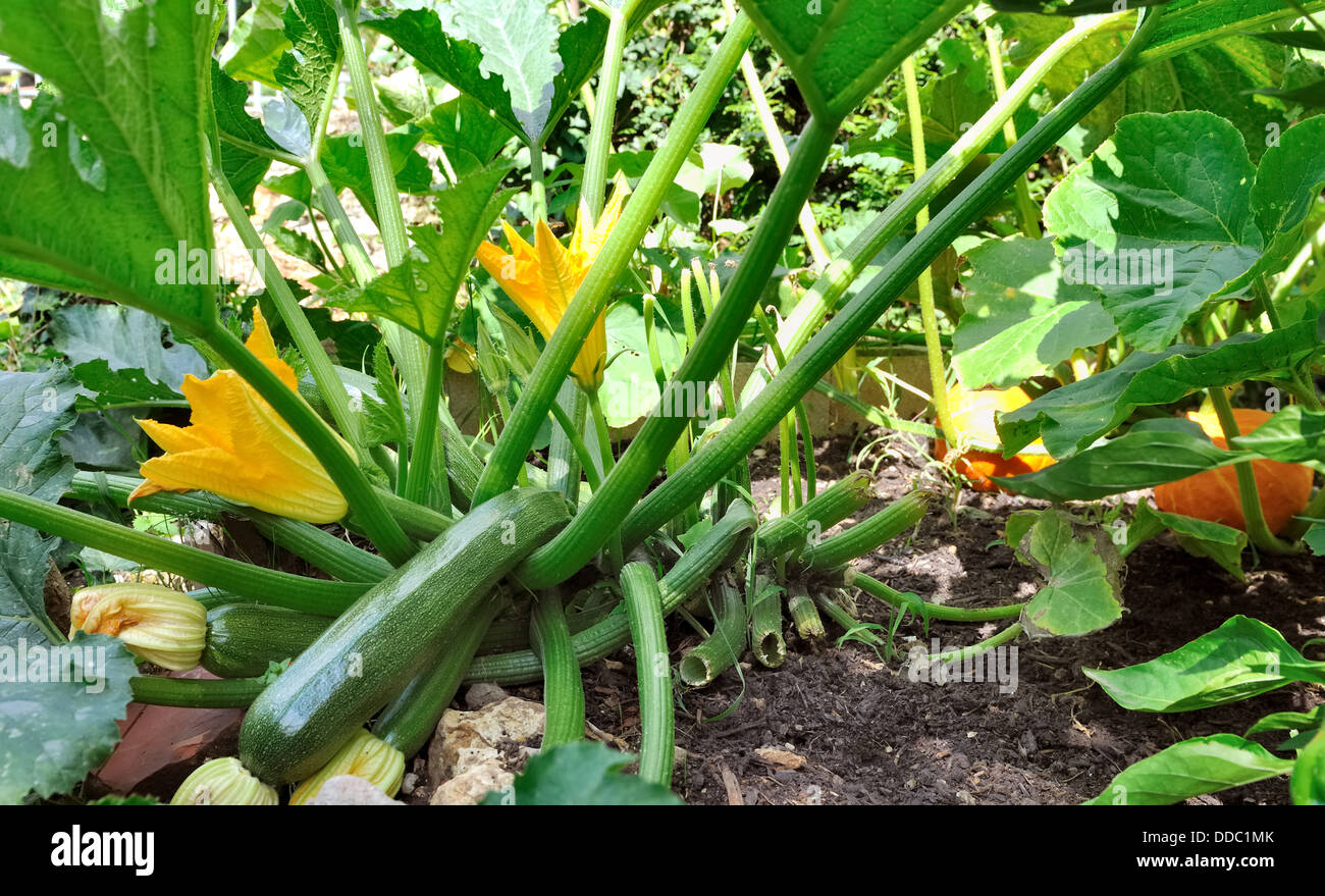 Feet zucchini hi-res stock photography and images - Alamy