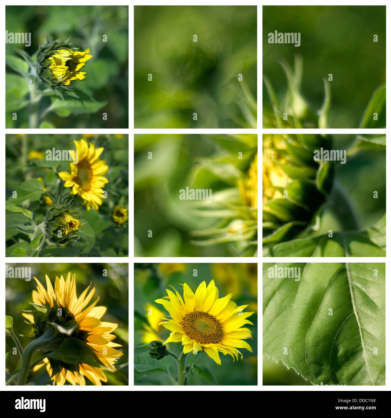 sunflowers - collage Stock Photo - Alamy