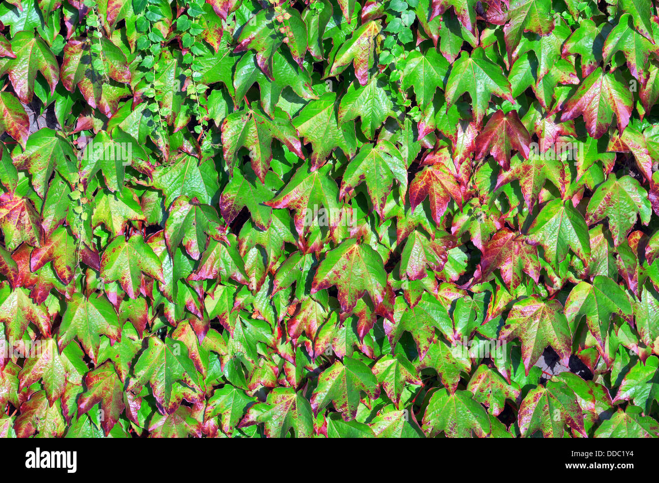 Creeper plants hi-res stock photography and images - Alamy