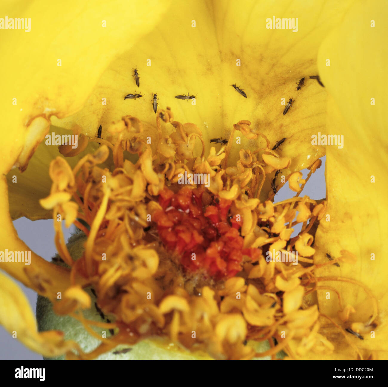 Thrips infestation hi-res stock photography and images - Alamy