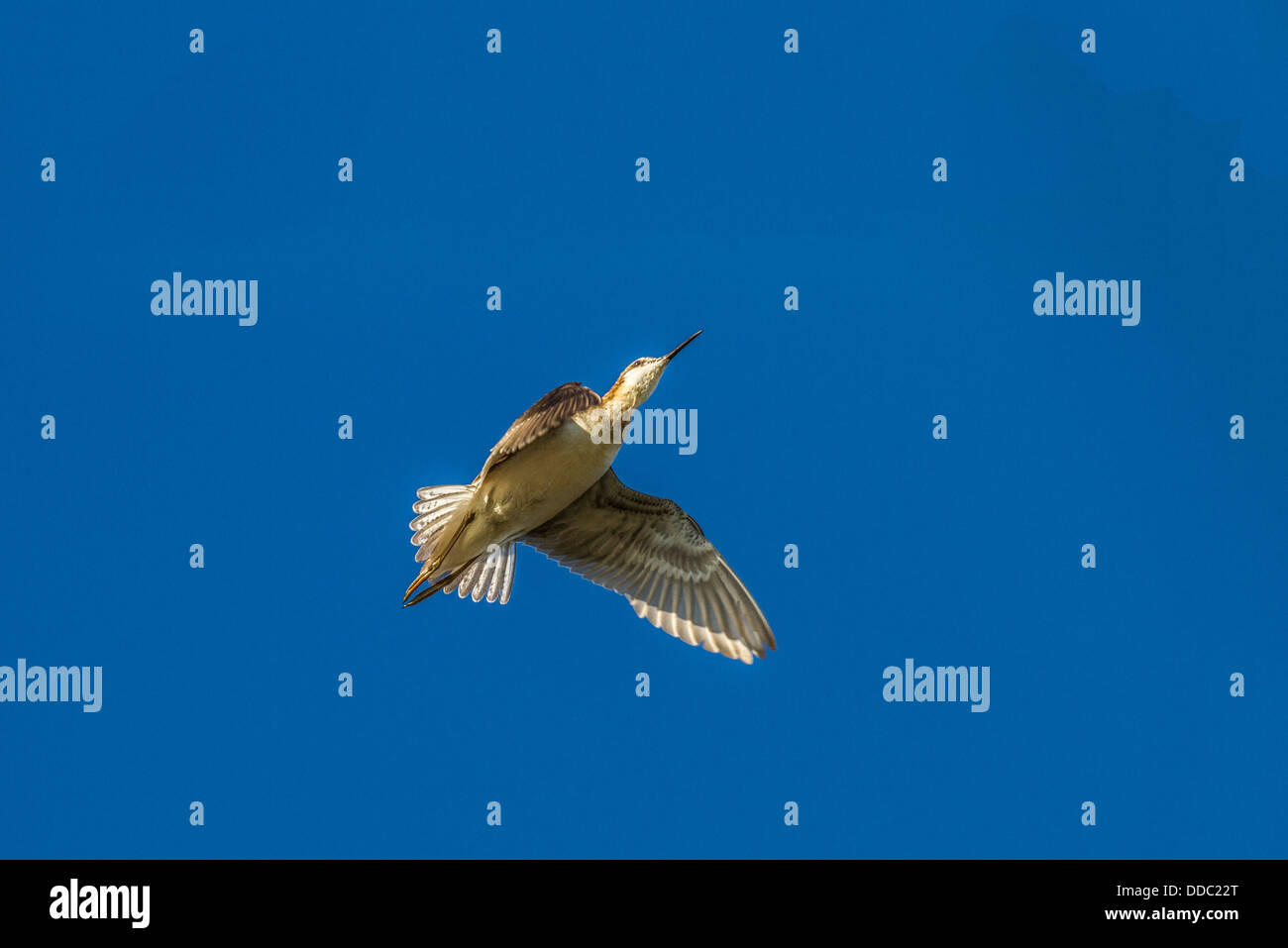 Killdeer (Charadrius vociferus) Pretty and colorful bird, caught in ...