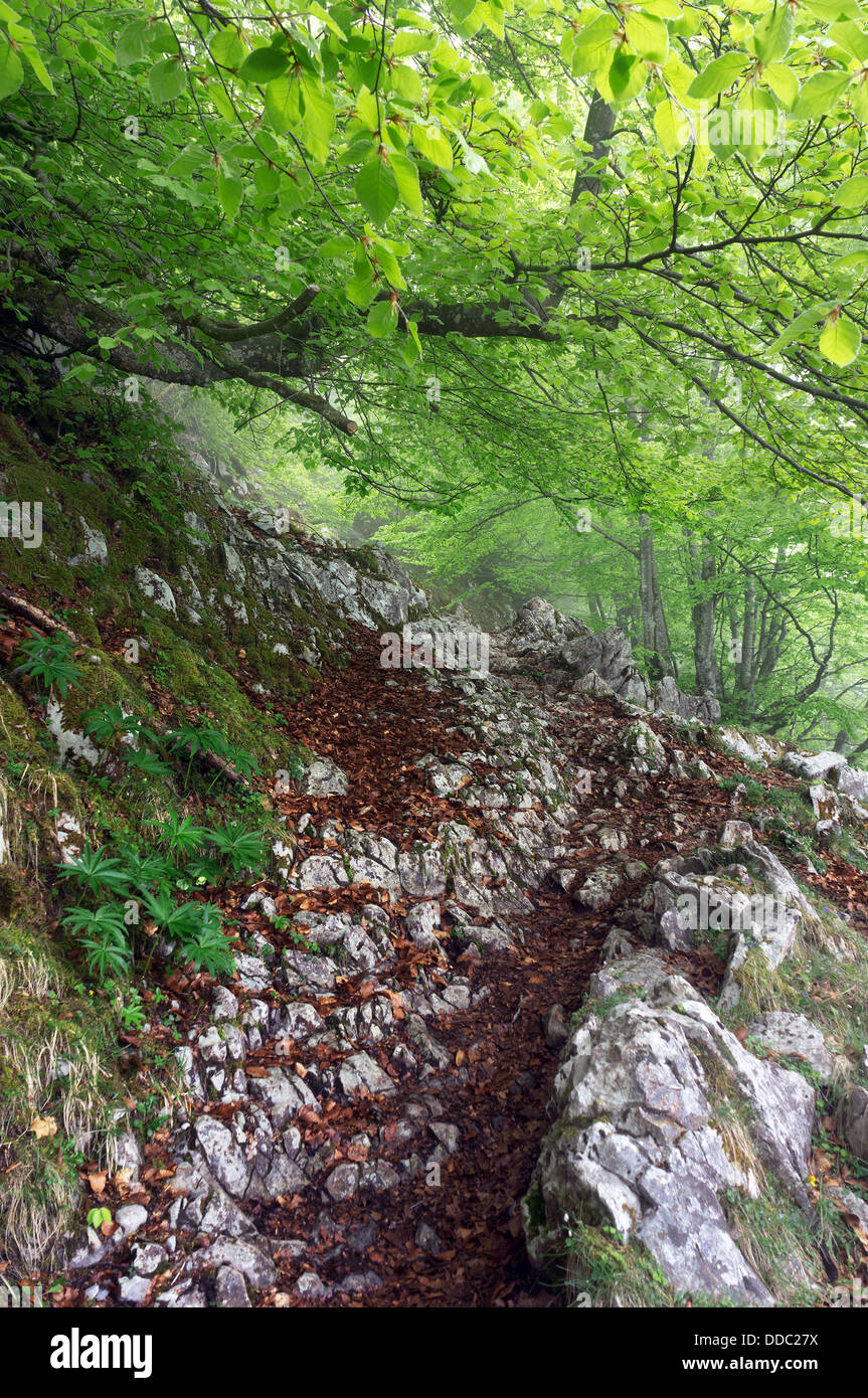 Wet rocky trail in hi-res stock photography and images - Alamy