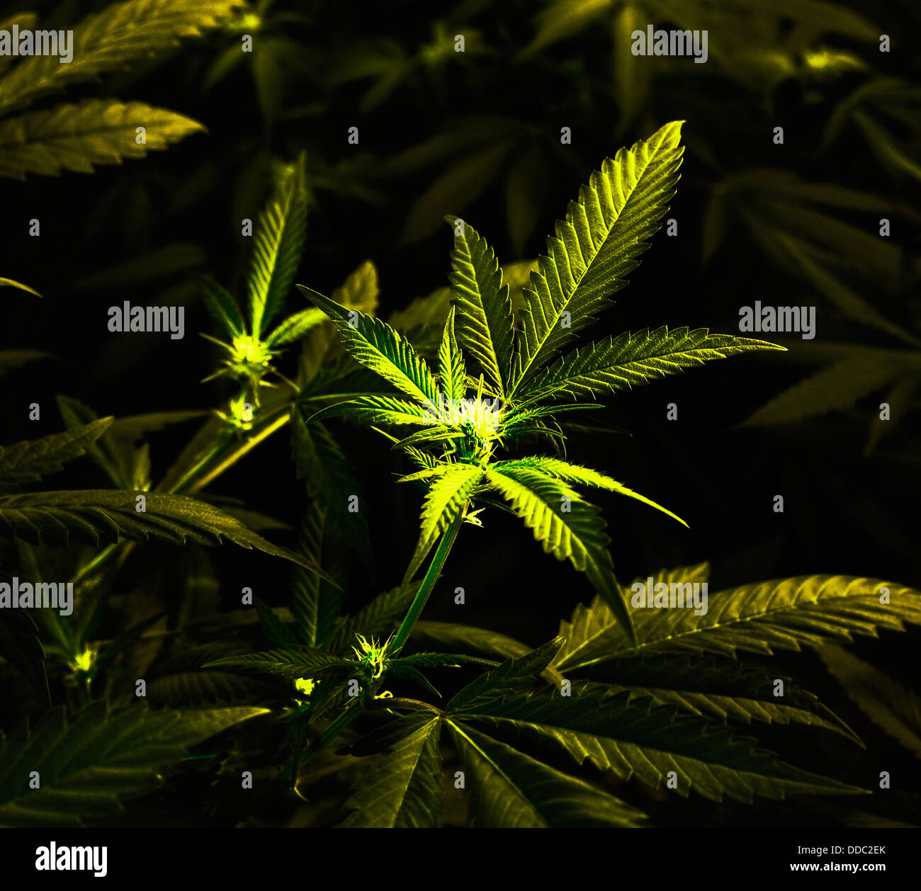 Marijuana stalk hi-res stock photography and images - Alamy