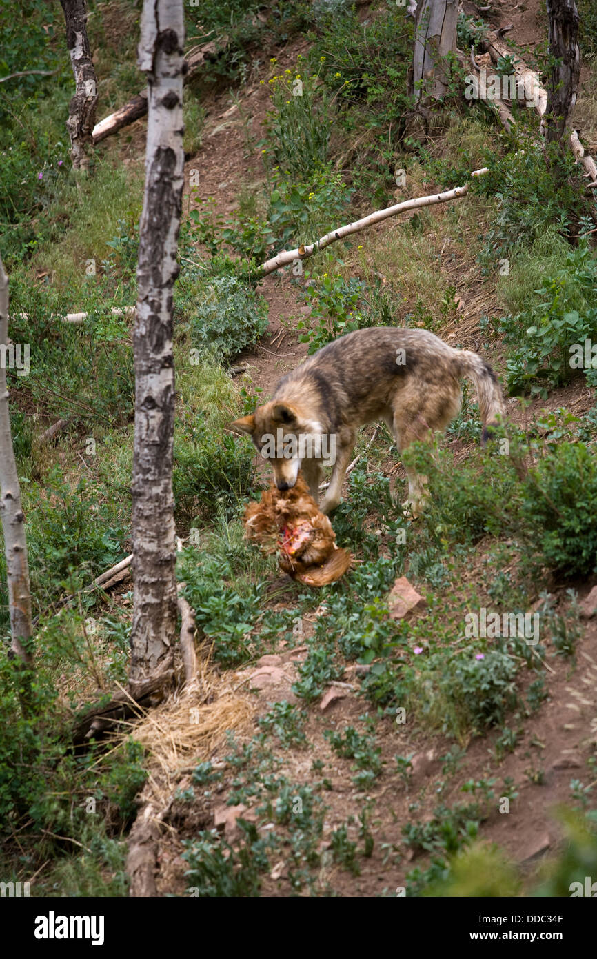 Wolf eating hi-res stock photography and images - Alamy