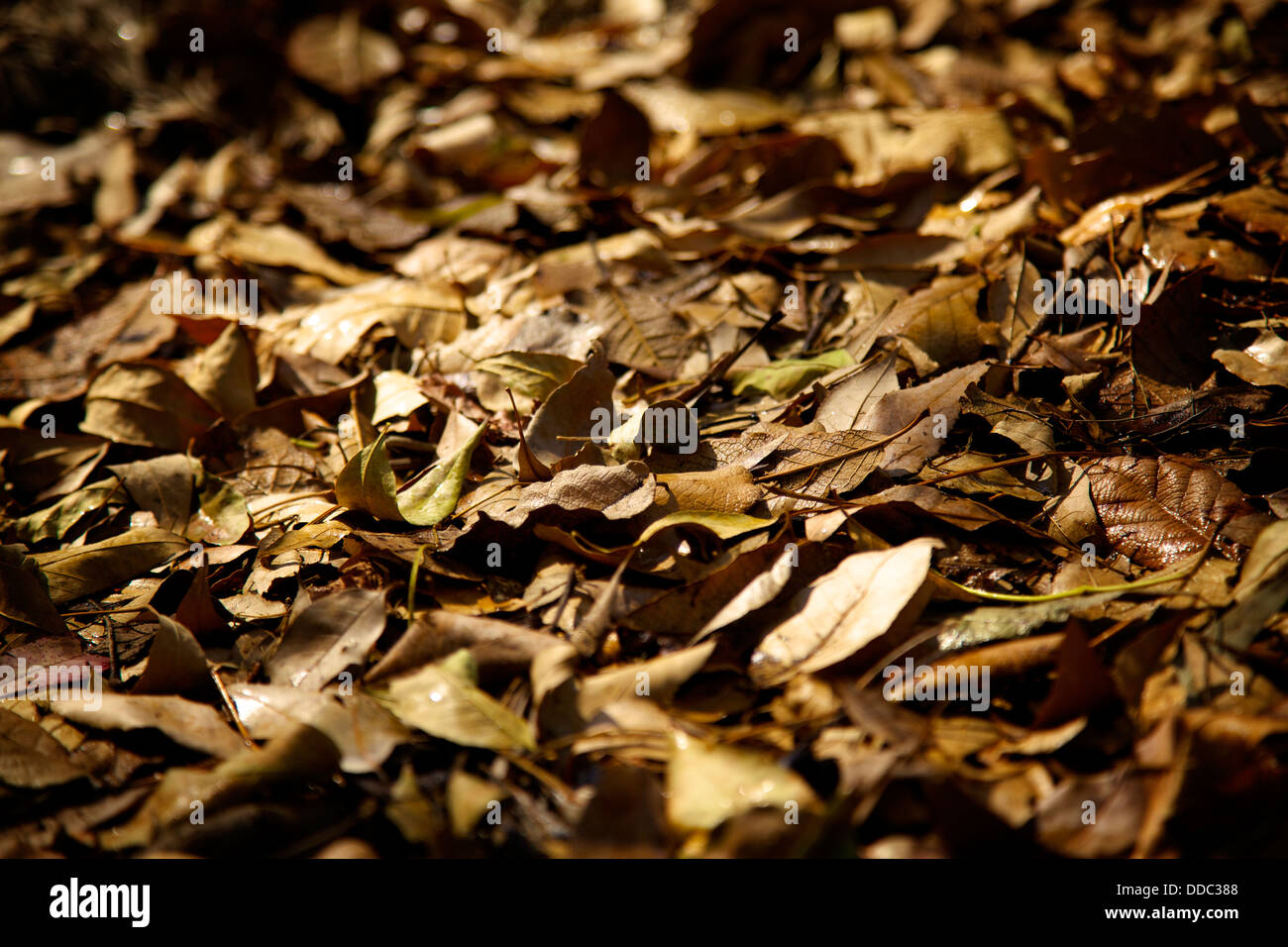 Dried forest leaves Stock Photo - Alamy