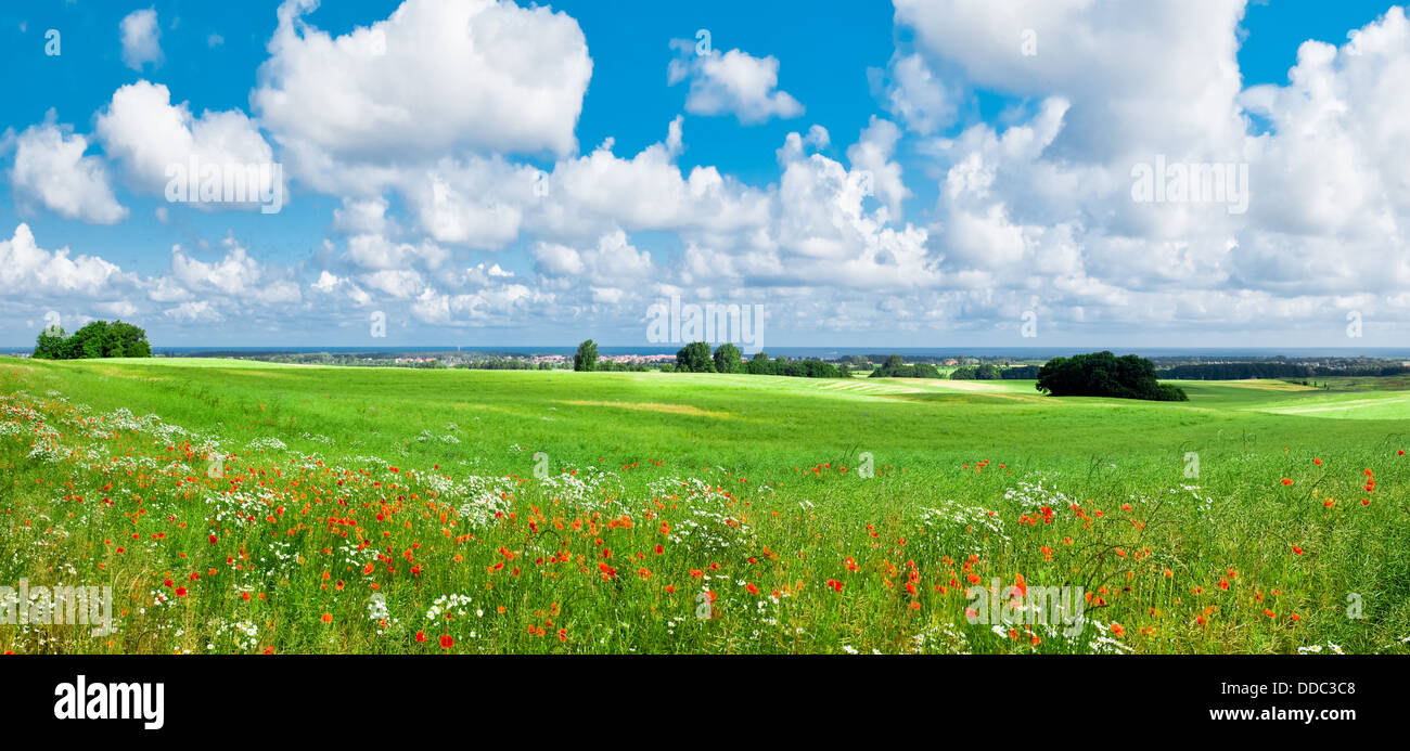 field flower meadow Stock Photo - Alamy
