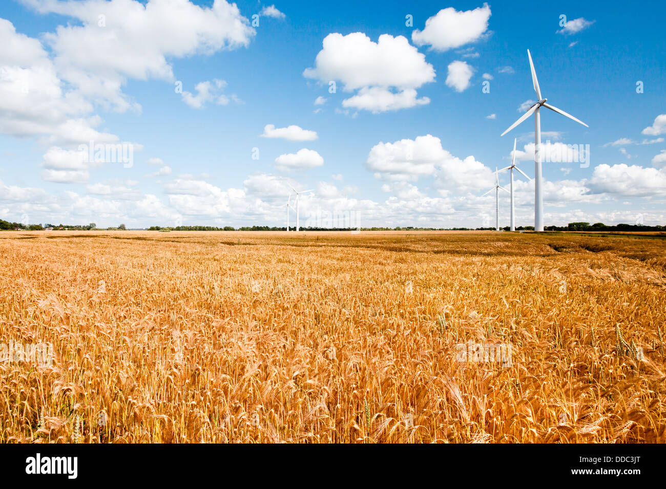 wind turbines in wheat field Stock Photo - Alamy