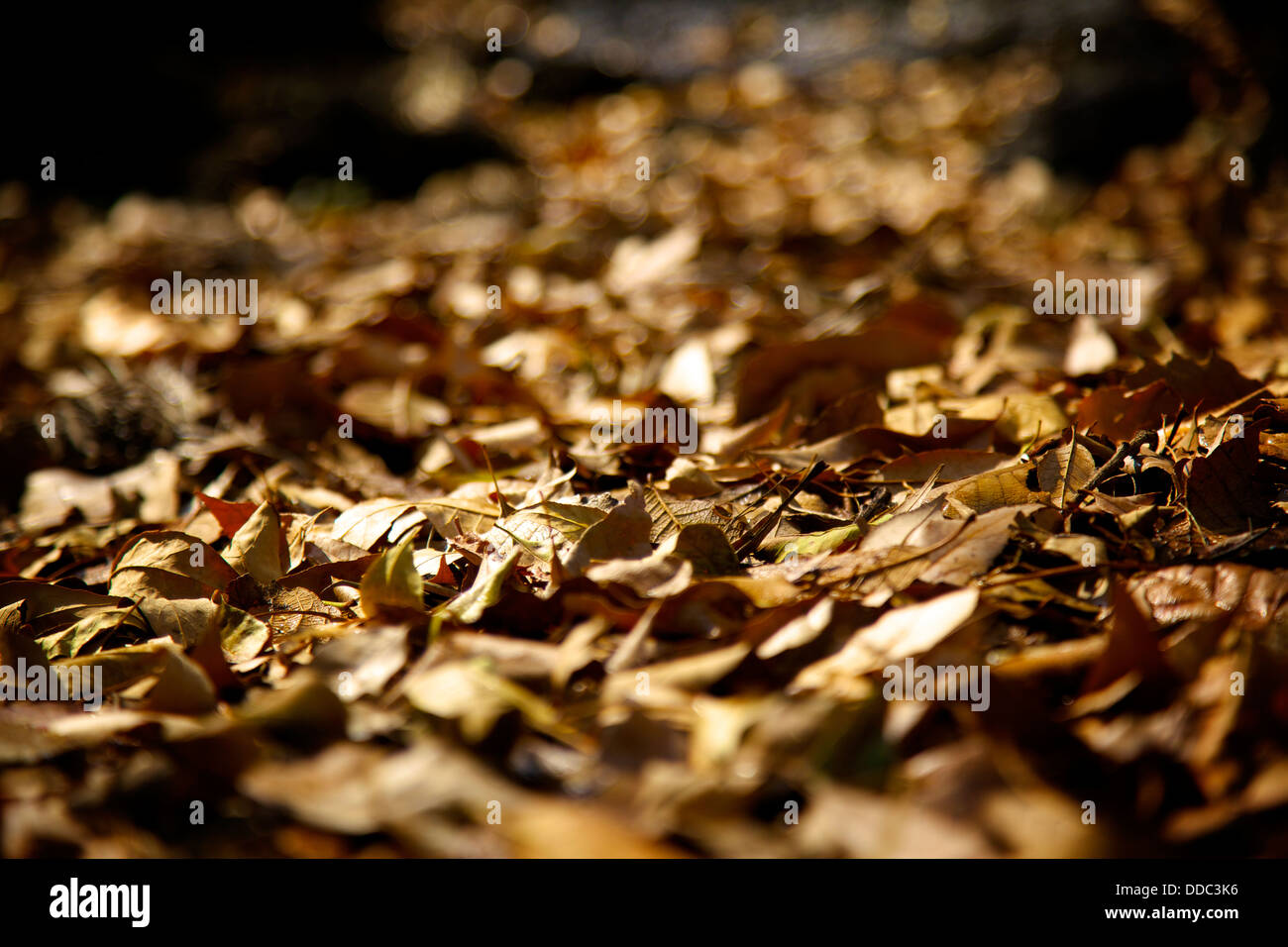 Dried forest leaves Stock Photo - Alamy