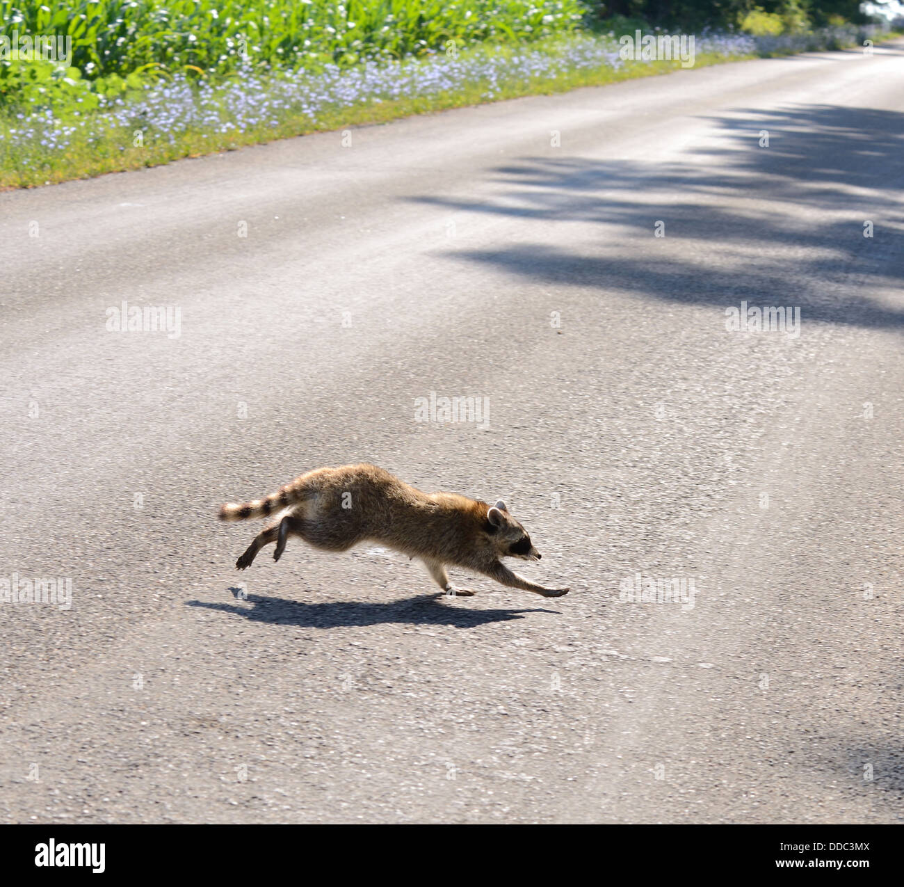 Raccoon crossing hi-res stock photography and images - Alamy