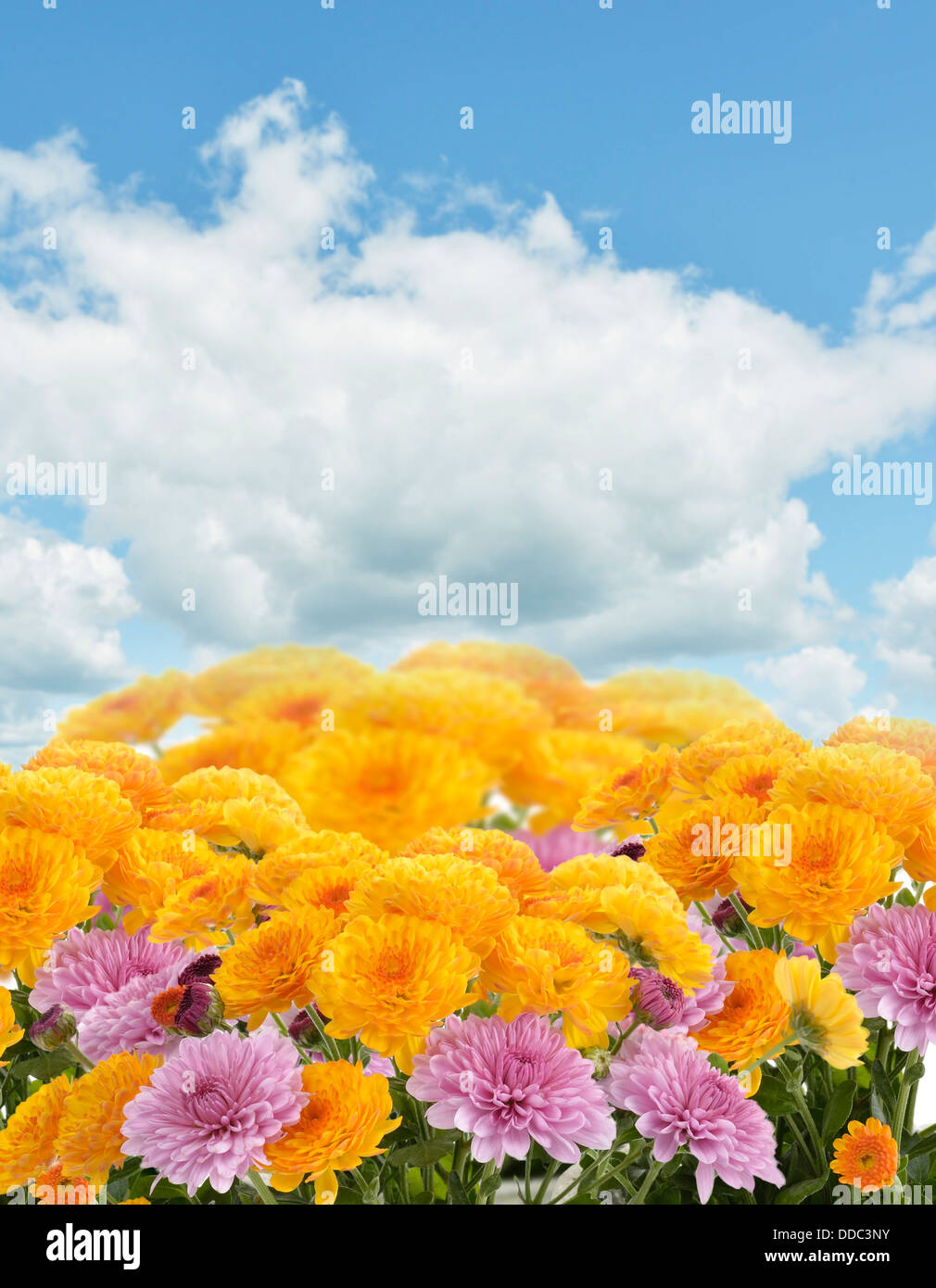 Purple mums hi-res stock photography and images - Alamy