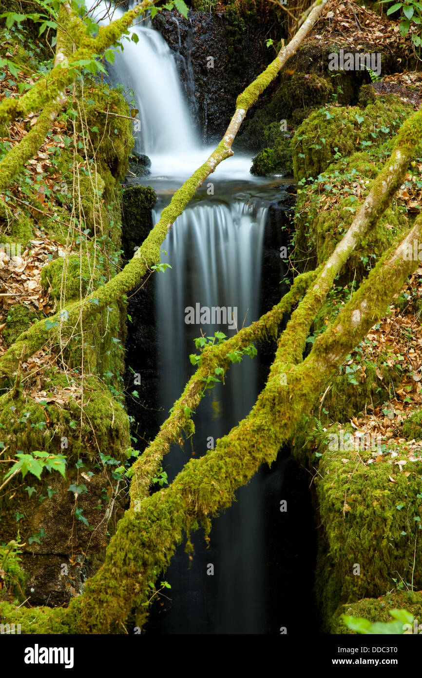 Green woodland waterfall Stock Photo - Alamy