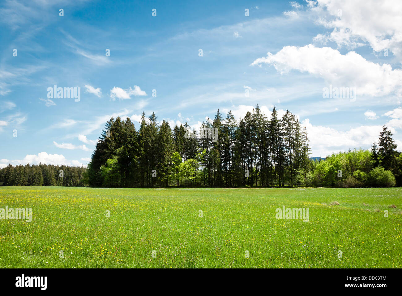 Forest and blue sky Stock Photo - Alamy