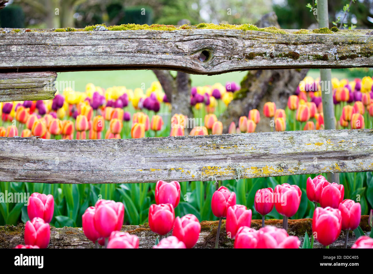 Tulips and rustic wooden horizontal fence beam Stock Photo - Alamy